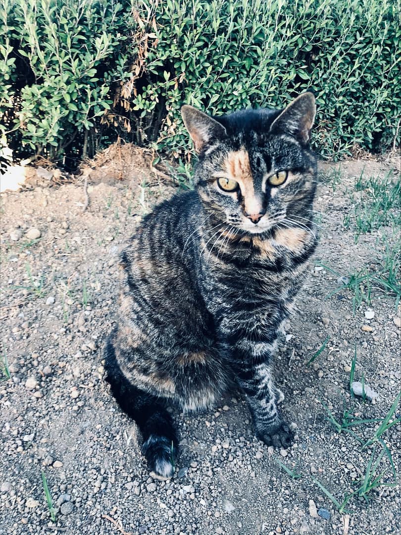 Tui | Pet Reflections