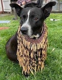 Ataahua | Pet Reflections